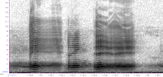 BIRD CALLS and SONGS: Fish Crow calls