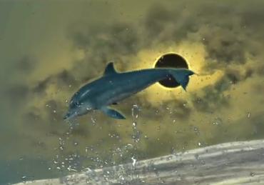 My Animation Films Synopsis: THE DOLPHIN : STORY OF A DREAMER