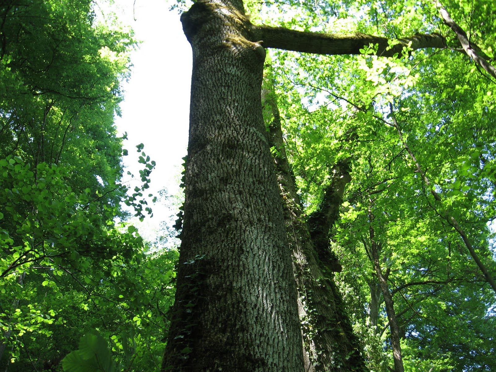 WOODEN SPOON INSPIRED FROM NATURE: Frasinul - lemn bun si medicament