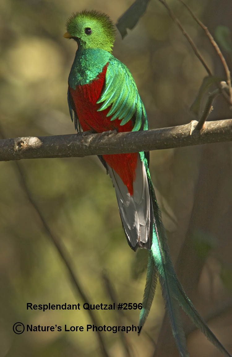 Travel by Nature: Monteverde: Where Life Began