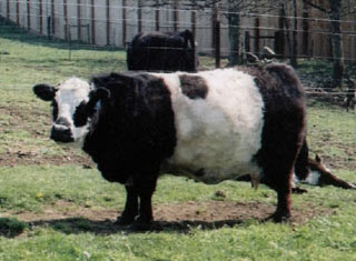 BlogFoxArt: Mini Cows!