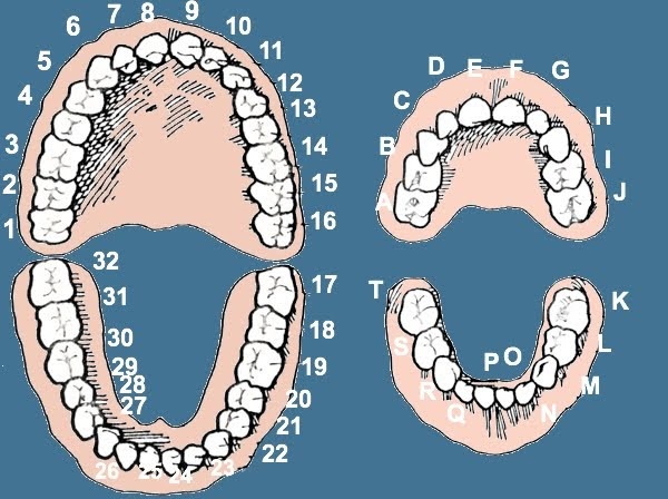 Tooth to Tooth: Online flashcards/games to learn tooth numbers