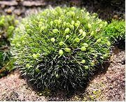 Trabalho de Biologia