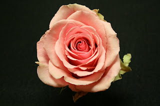 A. Perri Farms Rose Collection: Geraldine