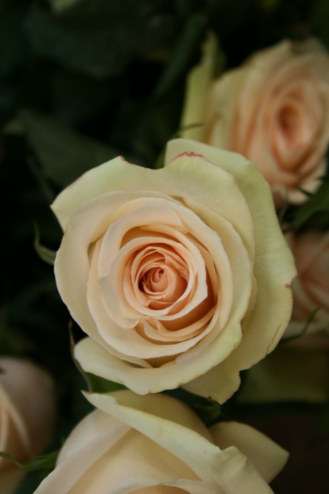 A. Perri Farms: ROSE LA PERLA