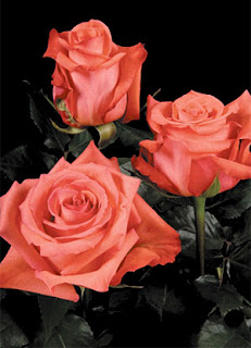 A. Perri Farms Rosa Prima Rose Collection: Impulse
