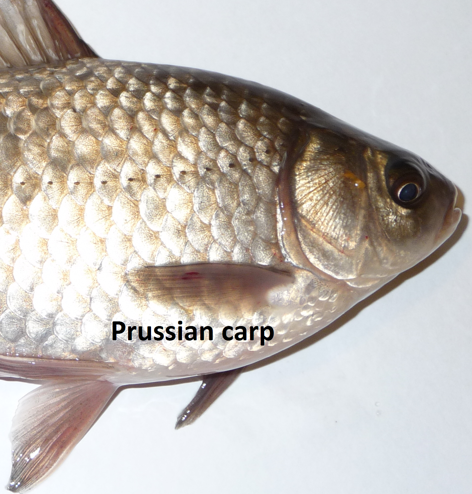 goldfish-and-koi: Goldfish, evolution, adaptation and breeding