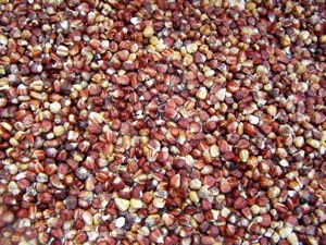 Seasonal Tierra Vegetables: Parching Corn