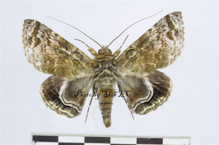臺灣蛾訊 MOTHS of Taiwan: 2008