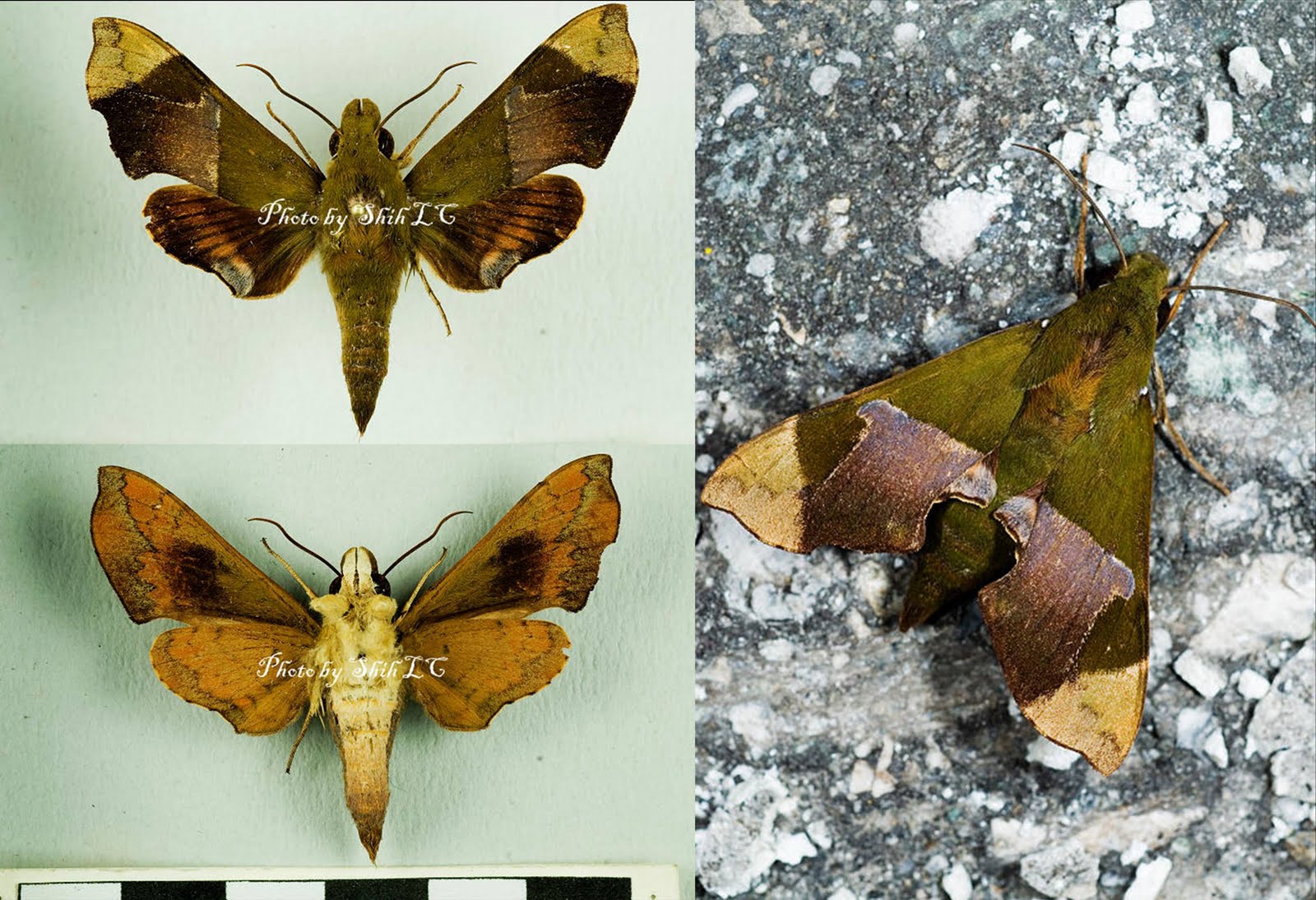臺灣蛾訊 MOTHS of Taiwan: Angonyx testacea (Walker, 1856) 絨綠天蛾