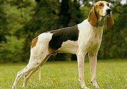 PUPPY CARE CENTER: FRENCH TRICOLOUR HOUND français tricolore Puppy Care ...