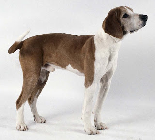 PUPPY CARE CENTER: HYGEN HOUND Hygenhund Puppy Care Center and The dog ...