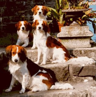 PUPPY CARE CENTER: Kooikerhondje DUTCH DECOY DOG Small Dutch Waterfowl ...