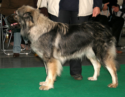 PUPPY CARE CENTER: Kraski Ovcar KARST SHEPHERD DOG Kraski Ovčar Puppy ...