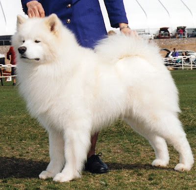 PUPPY CARE CENTER: SAMOYED Samoiedskaïa Sabaka Puppy Care Center and ...