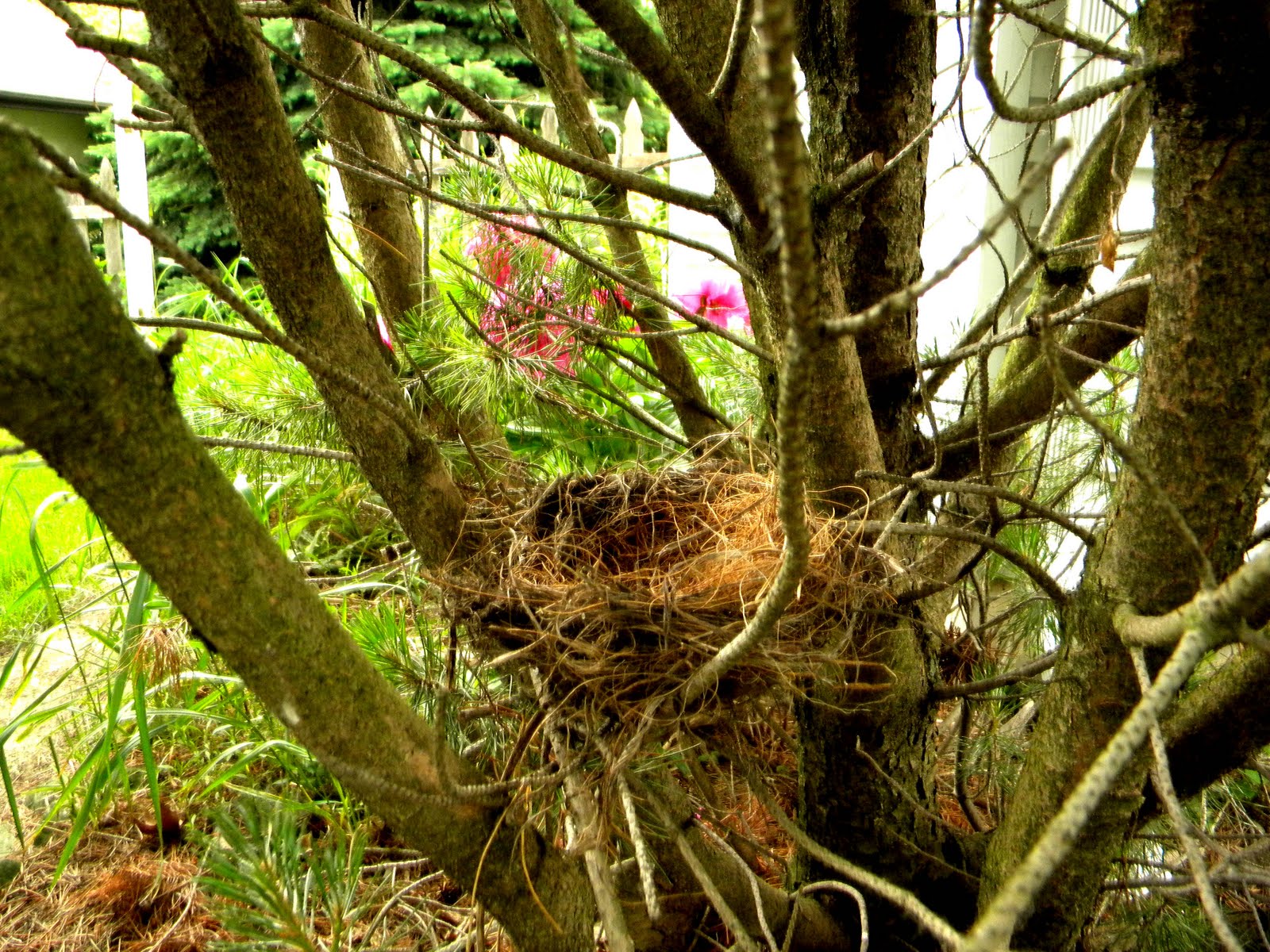 Nest Tree