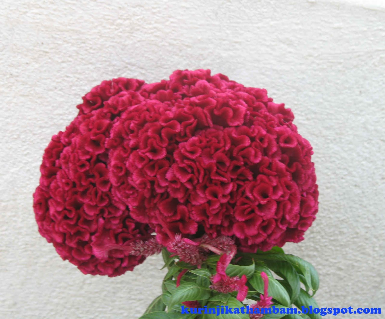 Kolikondai Flower ~ Kurinji Kathambam