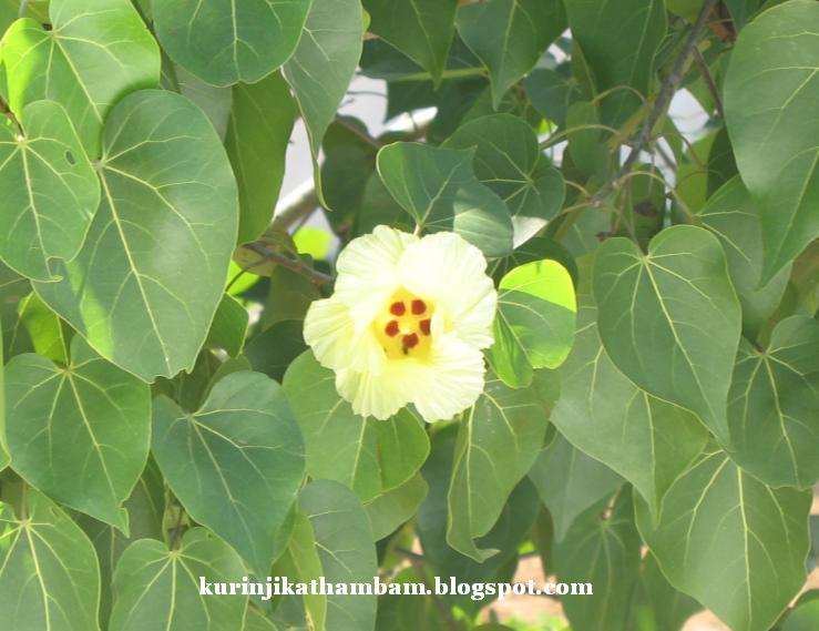 Poovarasam Poo ~ Kurinji Kathambam