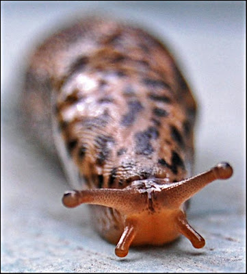I was able to get a good shot a slug's face yesterday. No eyes; is that ...