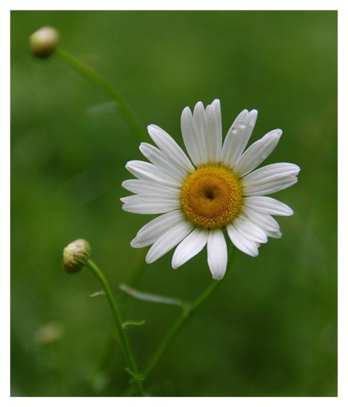 Content in a Cottage: Daisies Are The Sweetest Flowers