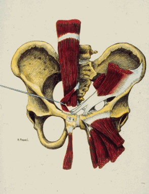 OSTEOPATIA E OSTEOPATI: LA PUBALGIA