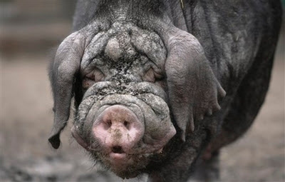 Ugly Overload: Lucky Pig