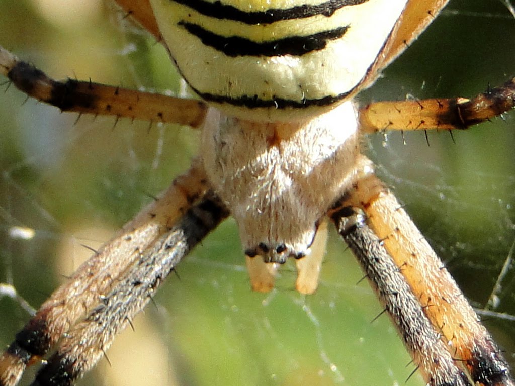 Ugly Overload: Plush Spider
