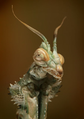 Ugly Overload: Oodles of Mantises