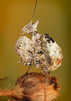 Ugly Overload: Mantis Bonanza