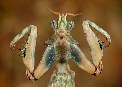 Ugly Overload: Mantis Bonanza