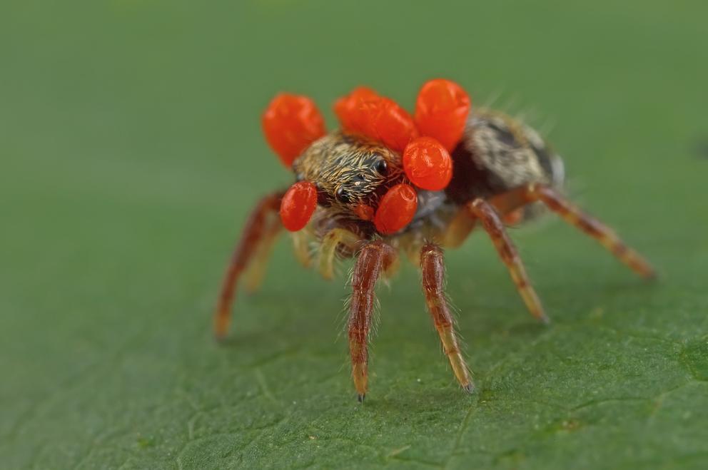 Ugly Overload: Mitey Spider