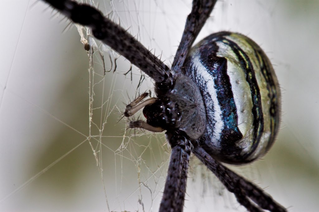 Ugly Overload: Gratuitous Spider Faces