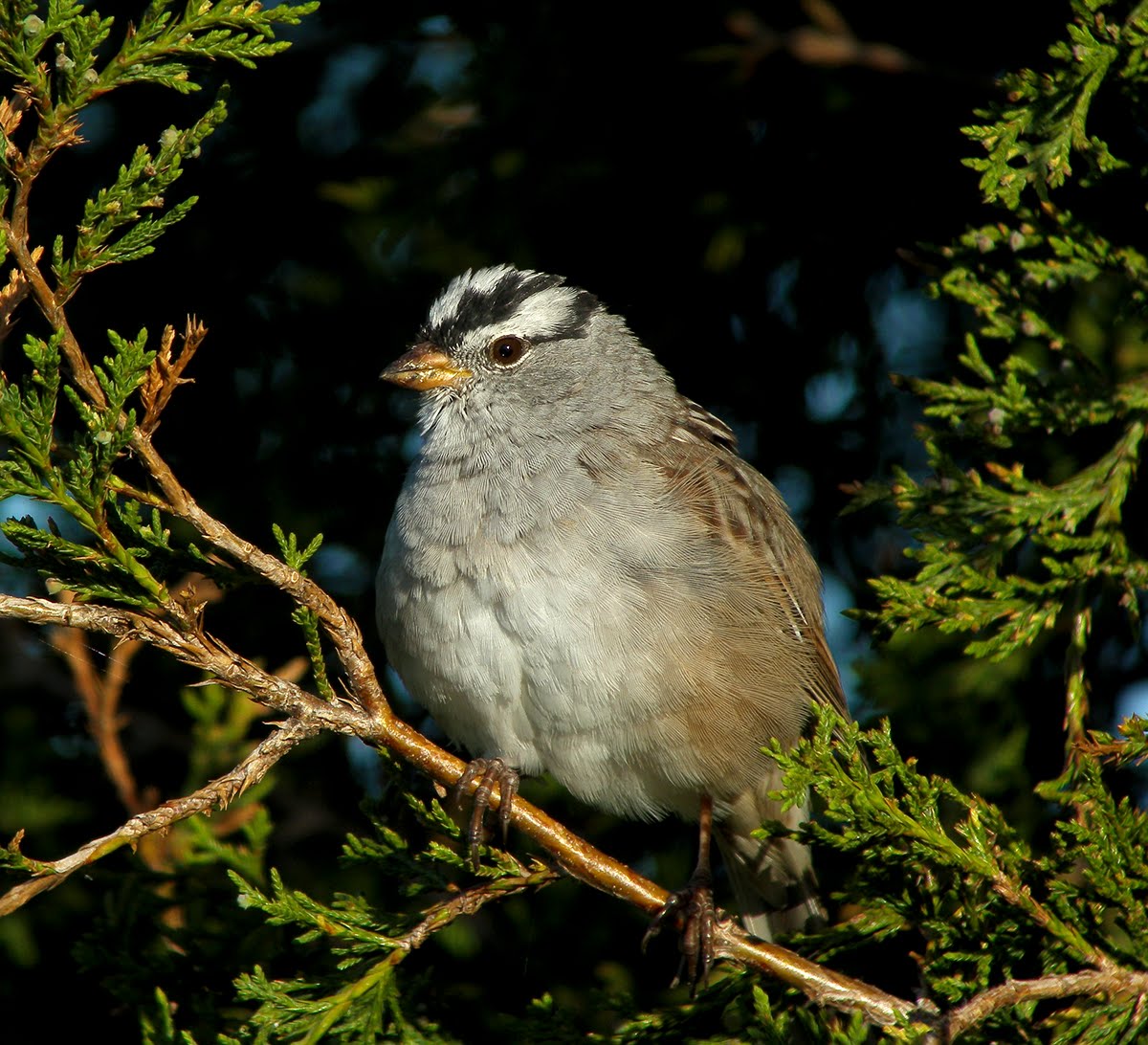 Jersey Digiscoping and More: White Crowned Sparrows on the move