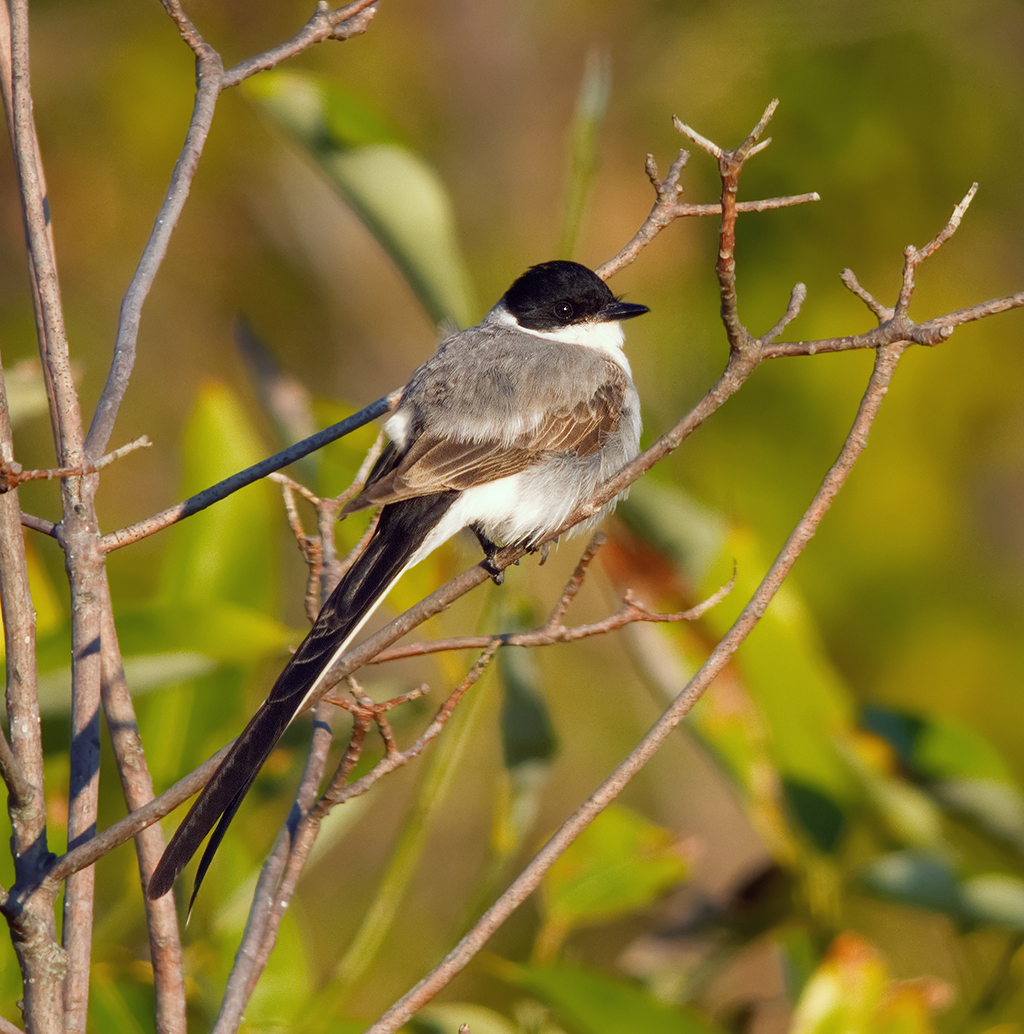 Jersey Digiscoping and More: Fork Tailed Flycatcher Lifebird