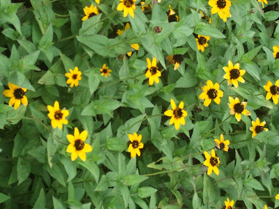 No matter what!: Paisagismo- forração