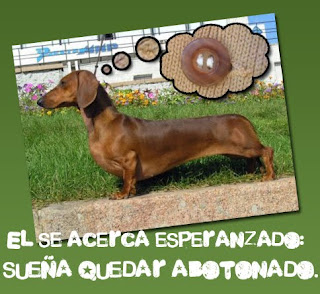 Videos Zooskool Mujeres Pegadas Con Perros | Peatix