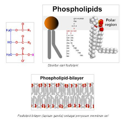 Golden Word Knowledge: Struktur Kimia Lipid