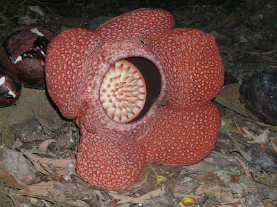 ADENNA RAFFLESIA GARDEN | RAFFLESIA BLOOMING SEASON