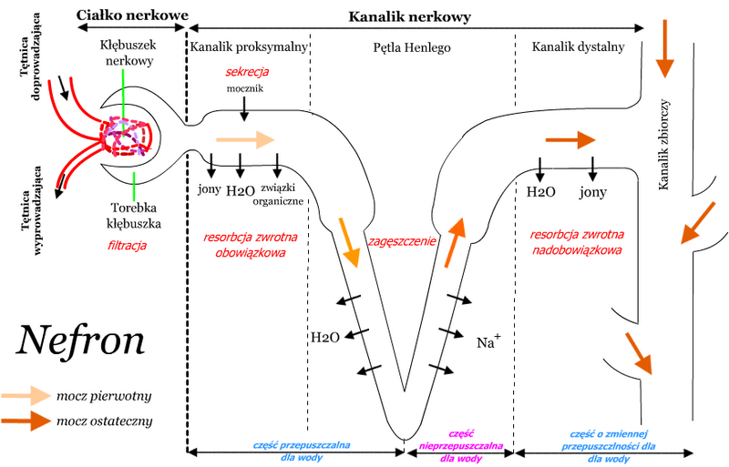 Biologia: ¿Que funciones cumple el Nefron?