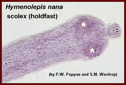 MEDICAL SITE: NOTES ON HYMENOLEPIS NANA (dwarf tapeworm) by BIVEK SINGH