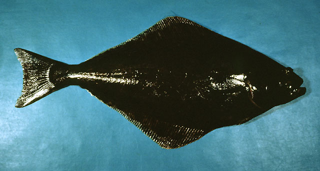 Artes de Pesca: VAMOS A PESCAR FLETAN