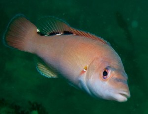 Artes de Pesca: VAMOS A PESCAR GALLANO