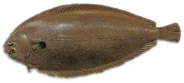 Artes de Pesca: VAMOS A PESCAR LENGUADO 1ª Parte