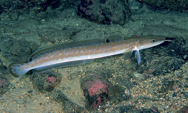 Artes de Pesca: VAMOS A PESCAR MARUCA