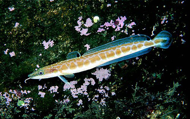 Artes de Pesca: VAMOS A PESCAR MARUCA