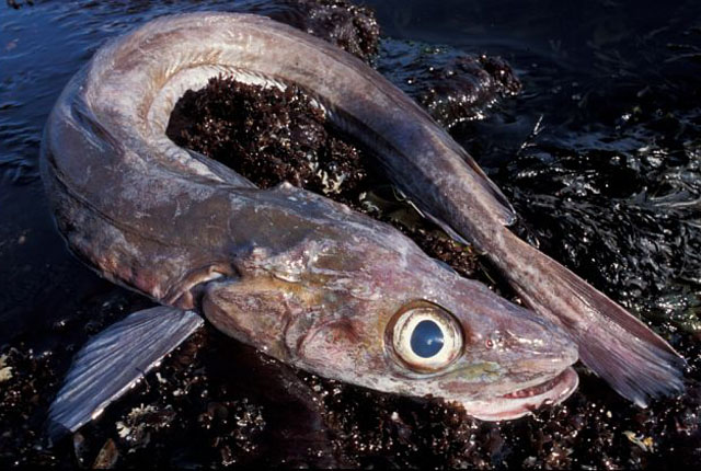 Artes de Pesca: VAMOS A PESCAR MARUCA