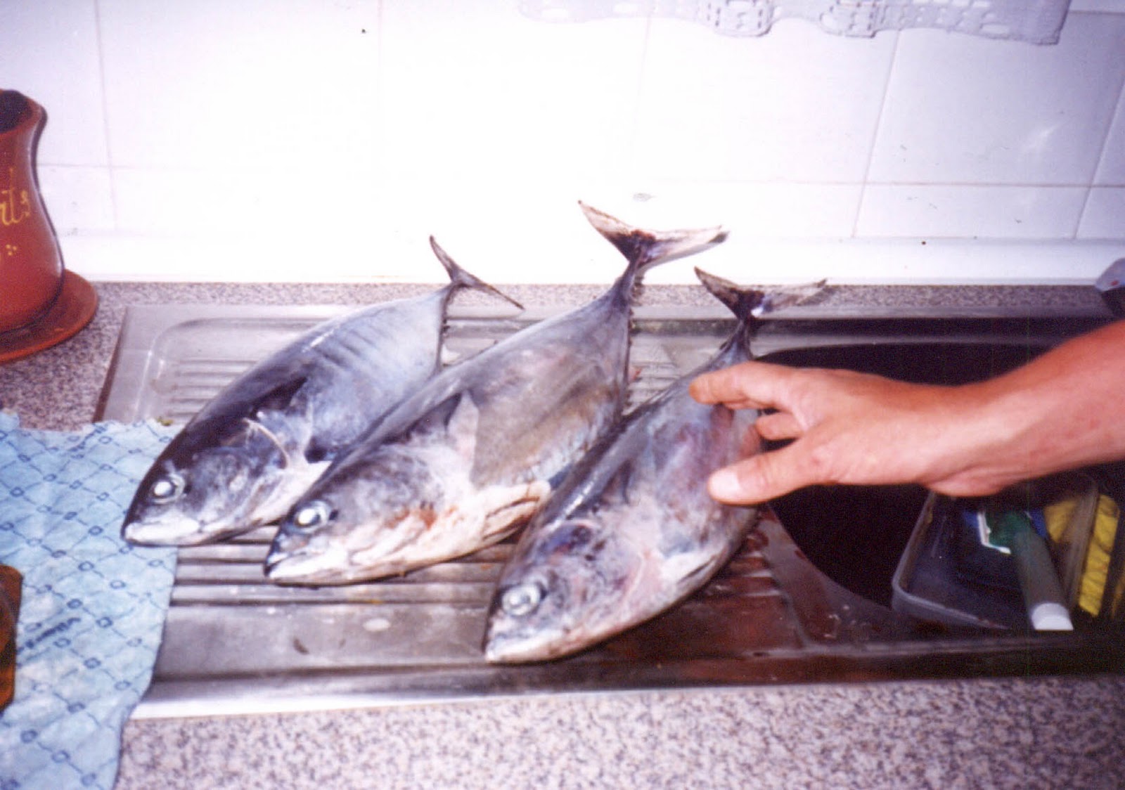 Artes de Pesca: VAMOS A PESCAR MELVA