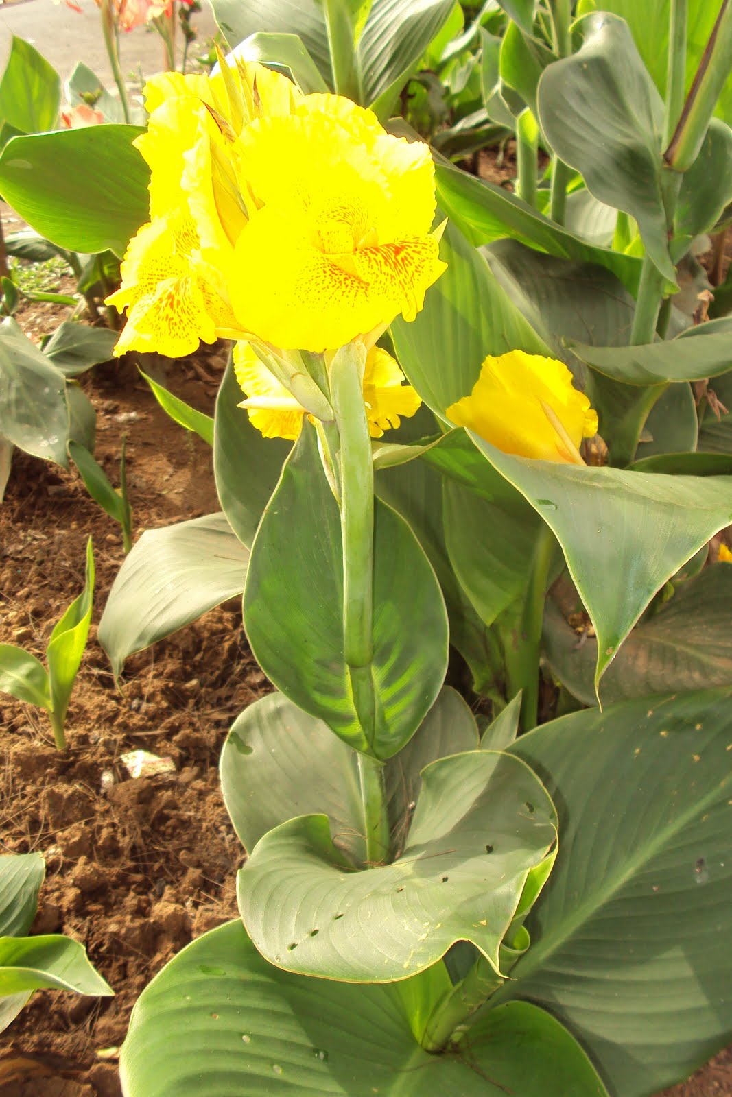 Orchids and other Variety of Flowers: Bandera Española