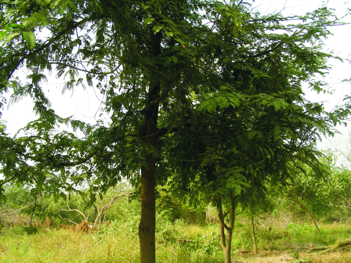thinkunthink: Birds, trees and butterflies at the Yamuna Biodiversity ...