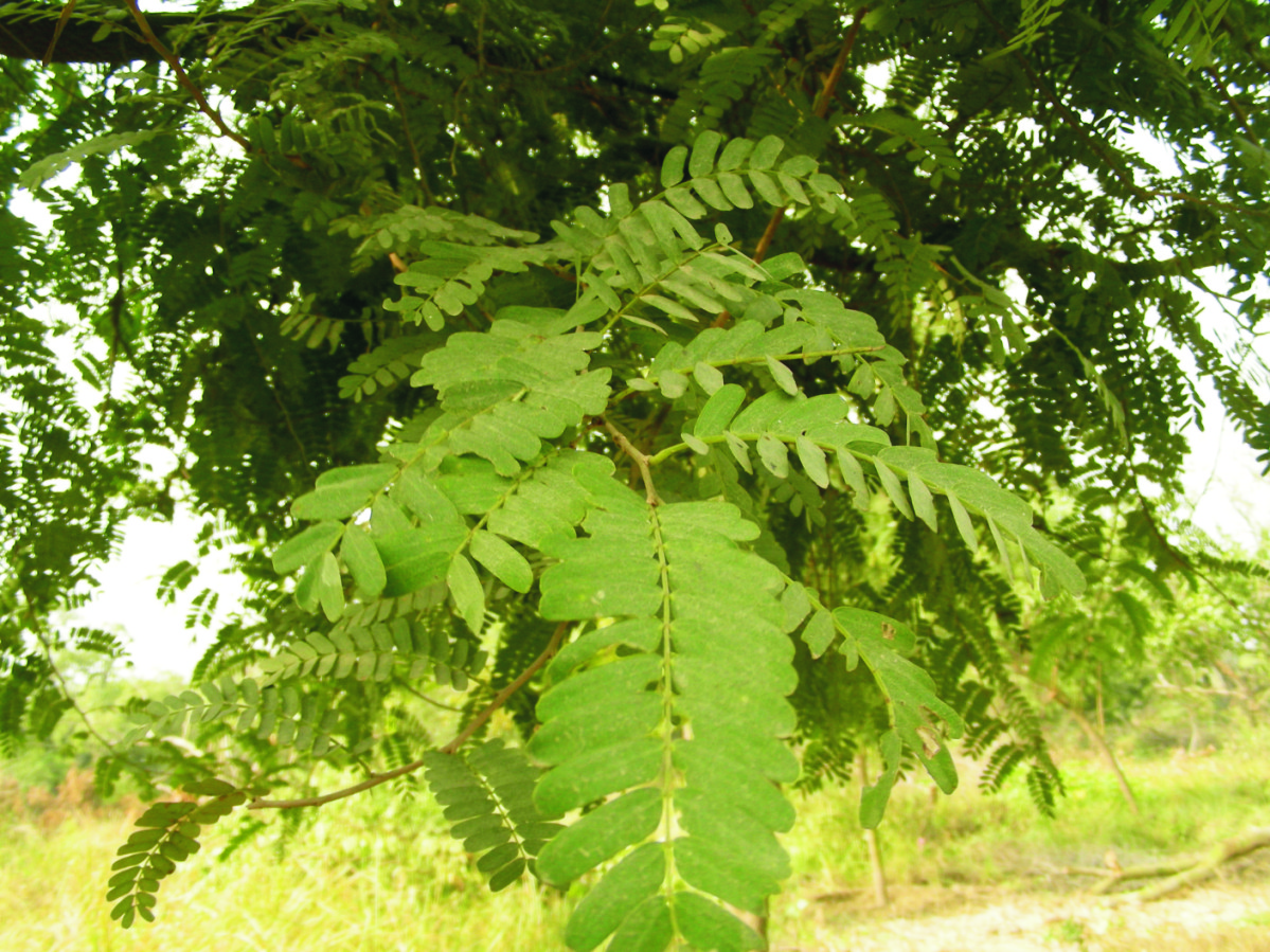 thinkunthink: Birds, trees and butterflies at the Yamuna Biodiversity ...